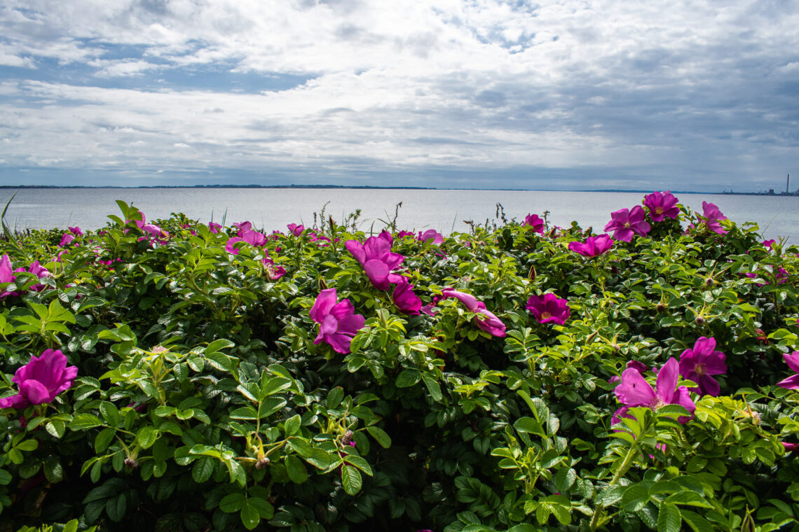 Hyben Rose Sirup Opskrift