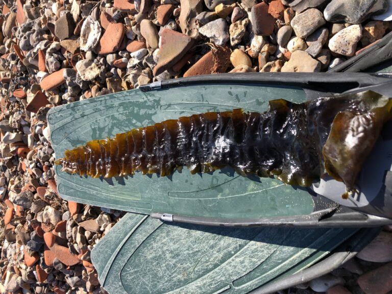 Sukkertang spiselig tang