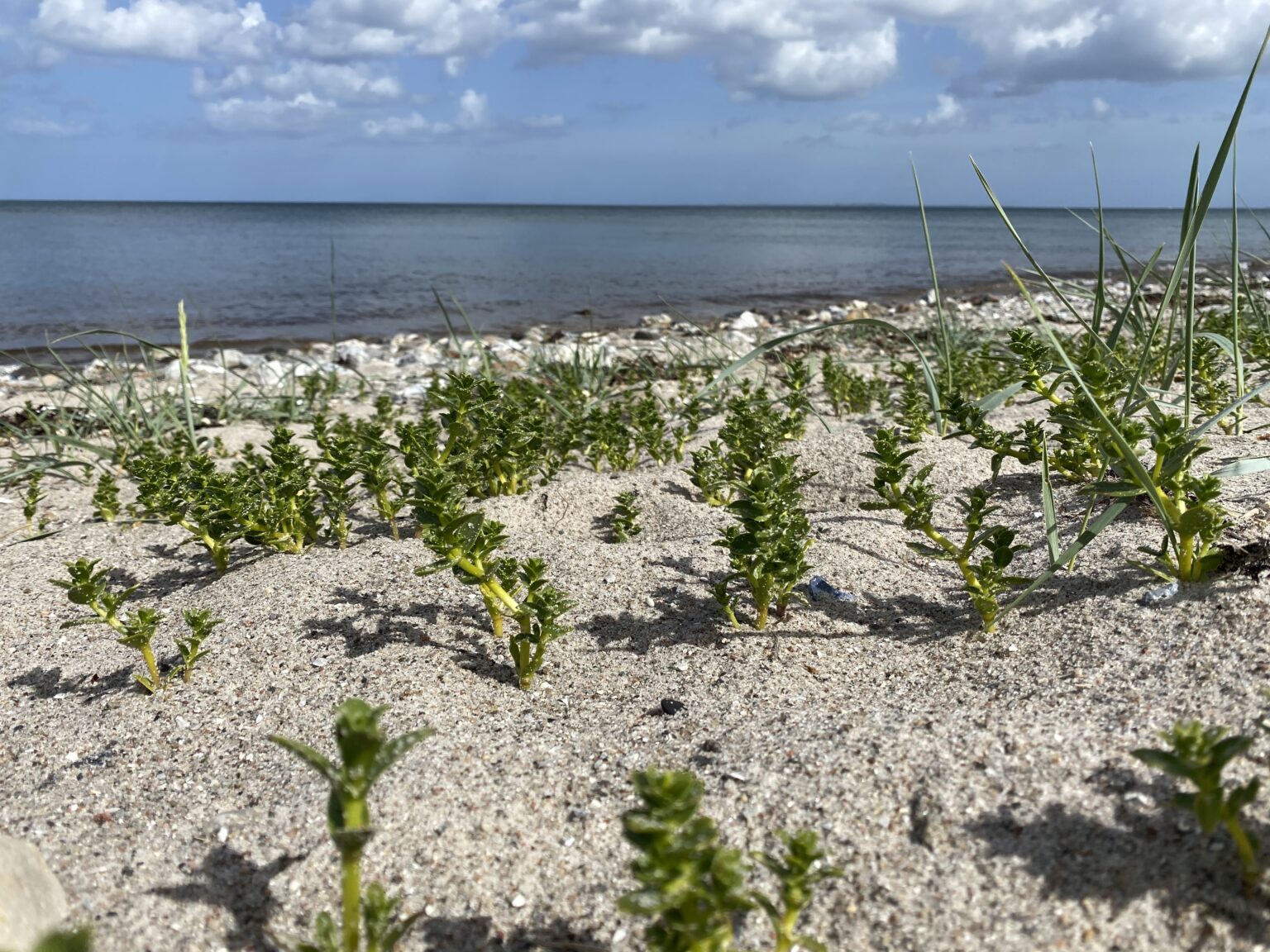 strandarve spiselig vild urt