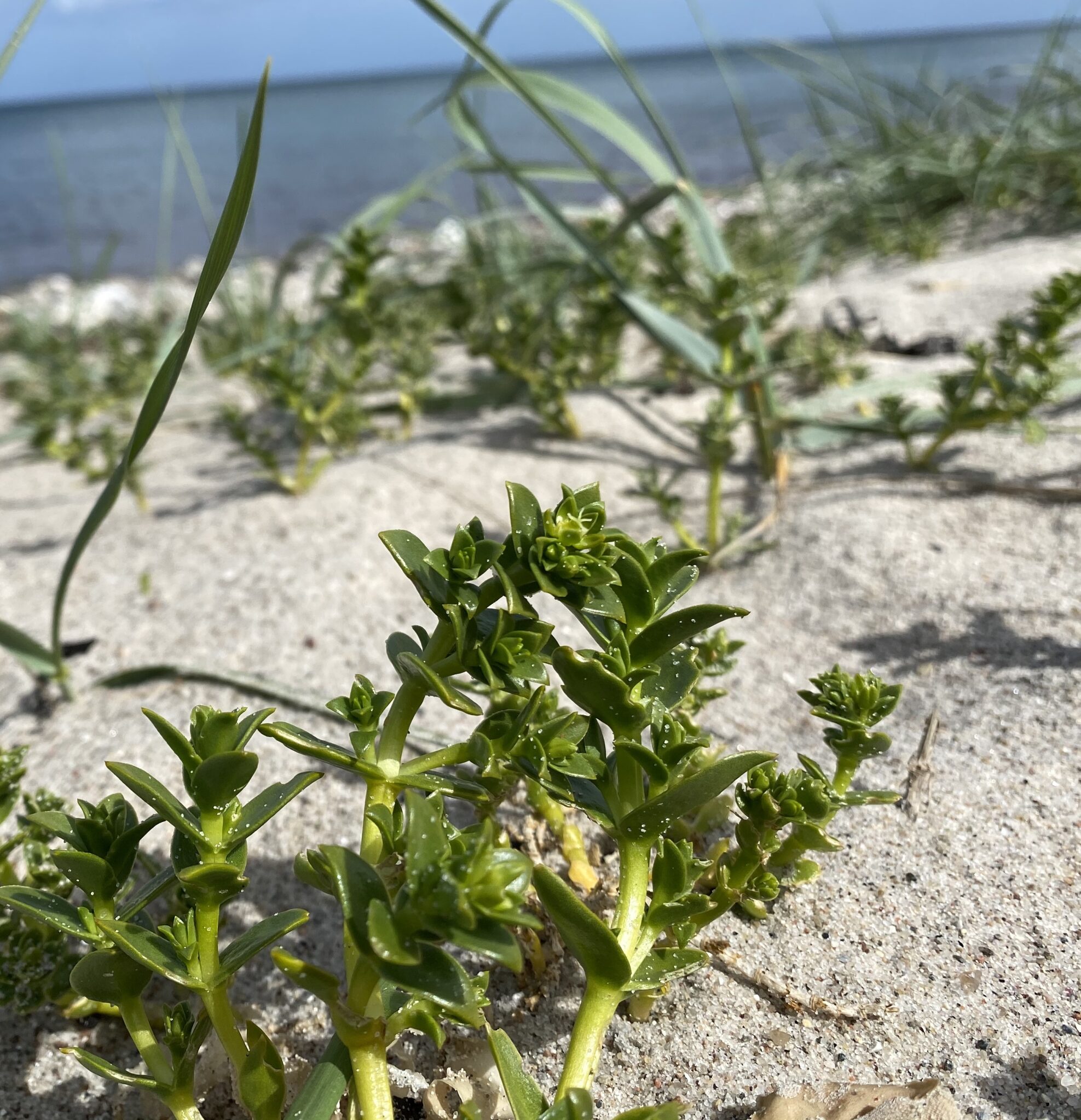 Strandhøst - VILD MAD & NATUR